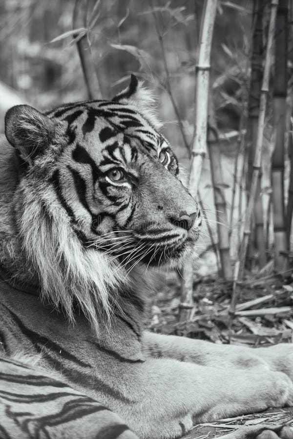 Vertical Greyscale Portrait of a Beautiful Stock Photo - Image of face ...