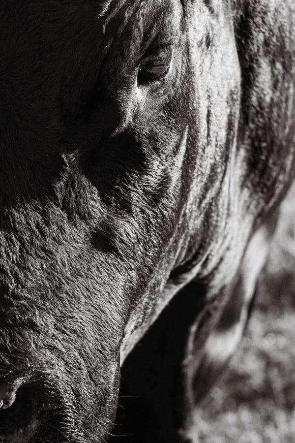 Vertical Greyscale Portrait of a Bull Stock Image - Image of portrait ...