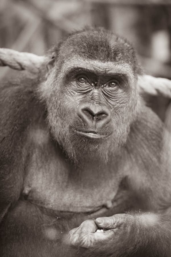 Vertical Greyscale Portrait of a Gorilla Stock Photo - Image of animal ...