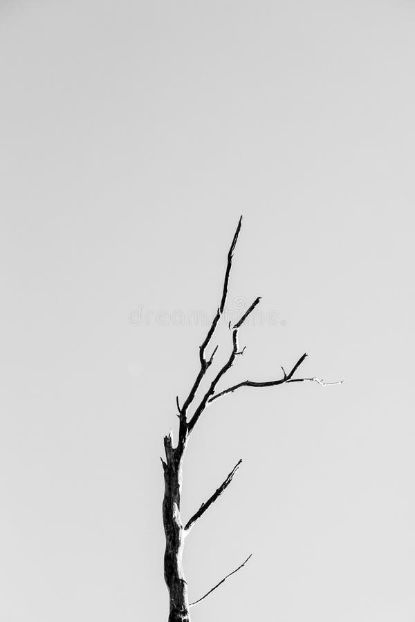 Vertical Greyscale Shot of the Bare Branches of a Lonely Tree Under the ...