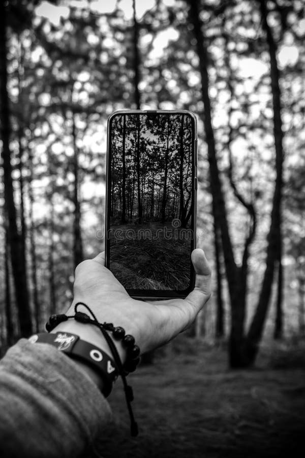 Vertical Greyscale Shot of a Beautiful Forest Scenery Captured with a ...