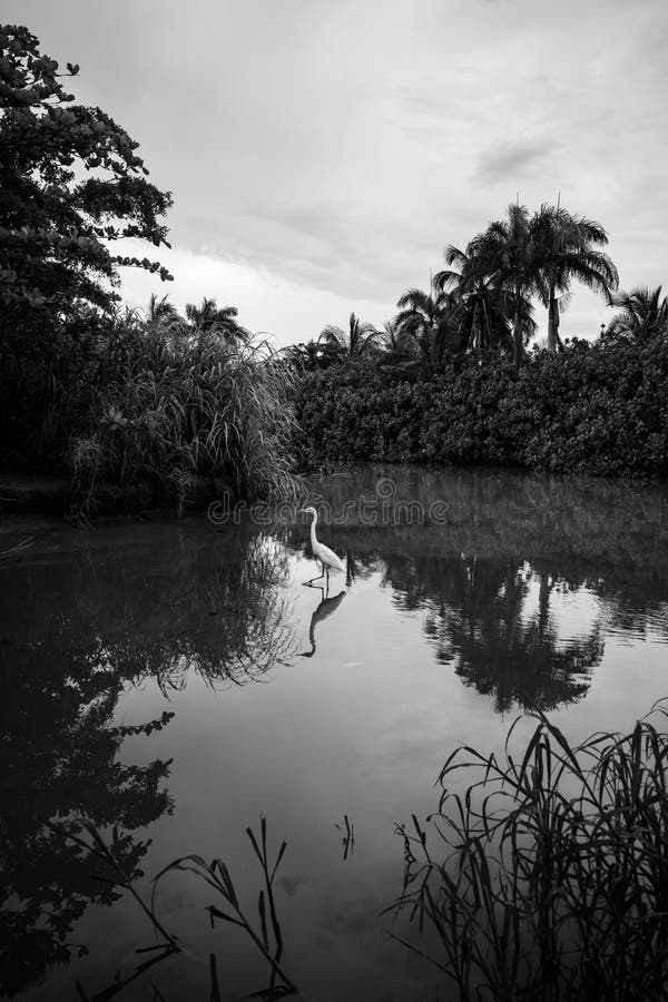 Vertical Greyscale Shot of a Crane in a Pond with Reflection in the ...