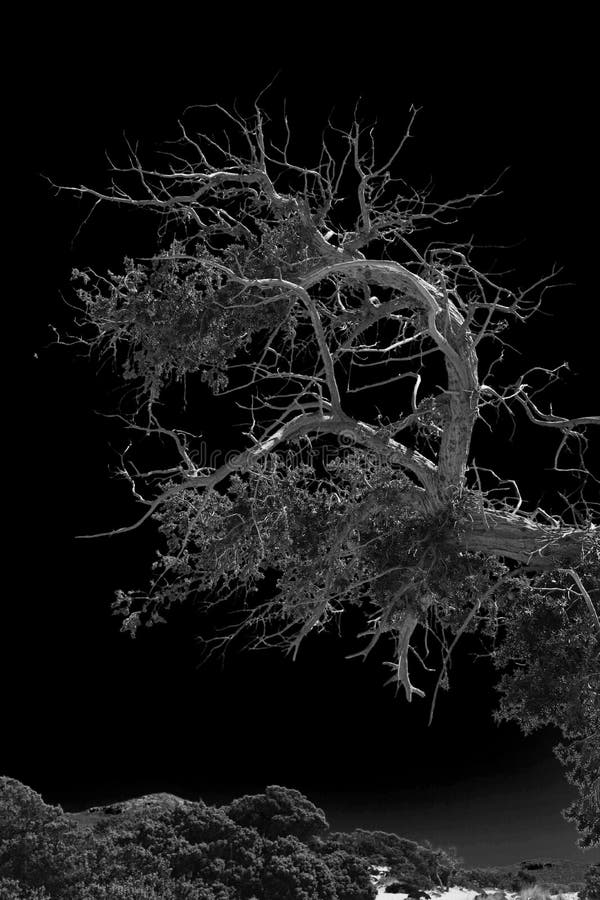 Vertical Greyscale Shot of Dry Tree Branches at Night Stock Image ...