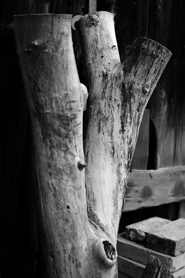 Vertical Greyscale Shot of an Old Dead Tree Log, Ecology Concept Stock ...