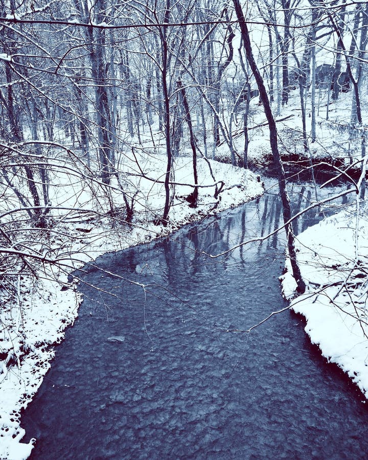 Vertical Greyscale Shot of a River in a Forest with a Lot of Bare Trees ...