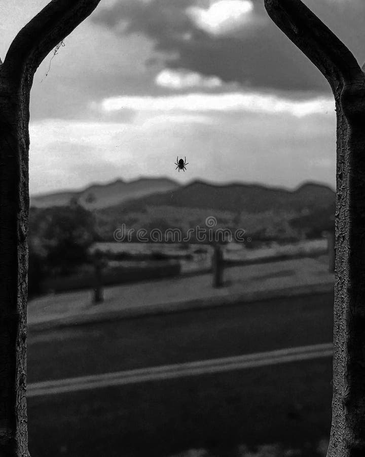 Spider web on a window stock image. Image of untidy - 227894629