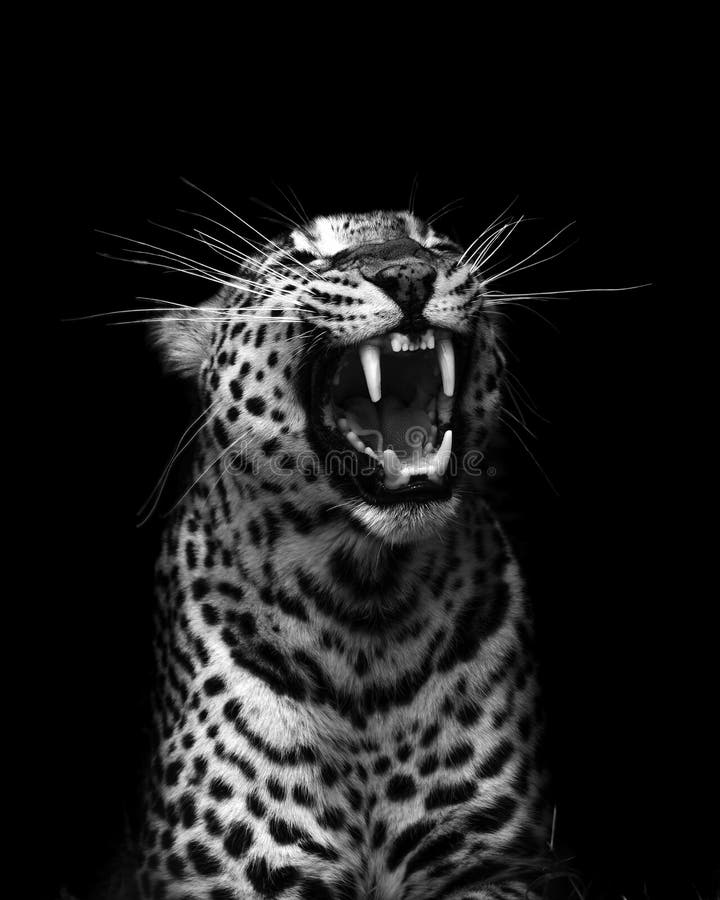 Vertical Greyscale Shot of a Sri Lankan Leopard Roaring in the Darkness ...