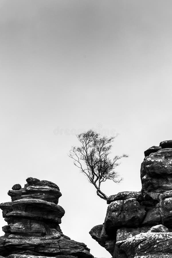 Vertical Greyscale Shot of a Tree Growing at the Rock Cliff Stock Photo ...
