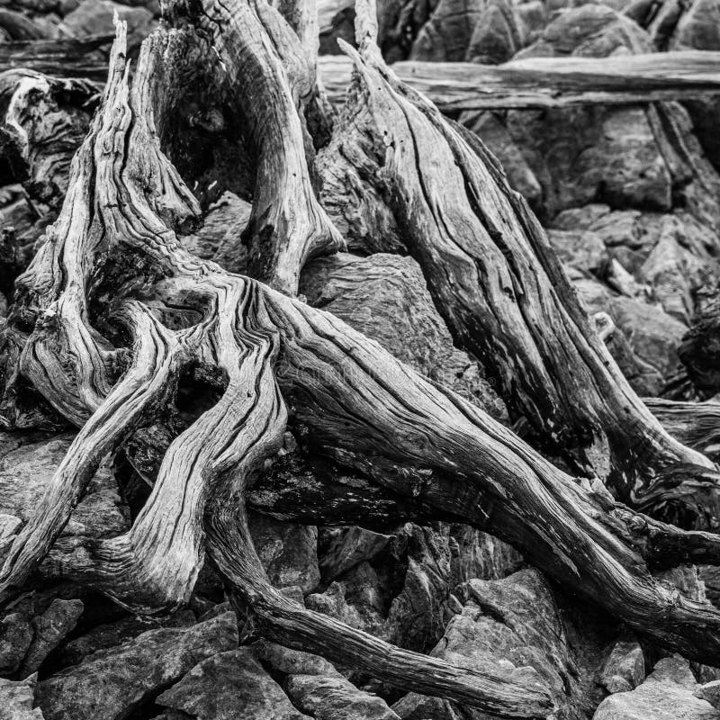 Vertical Greyscale Shot of the Tree Roots Stock Image - Image of green ...