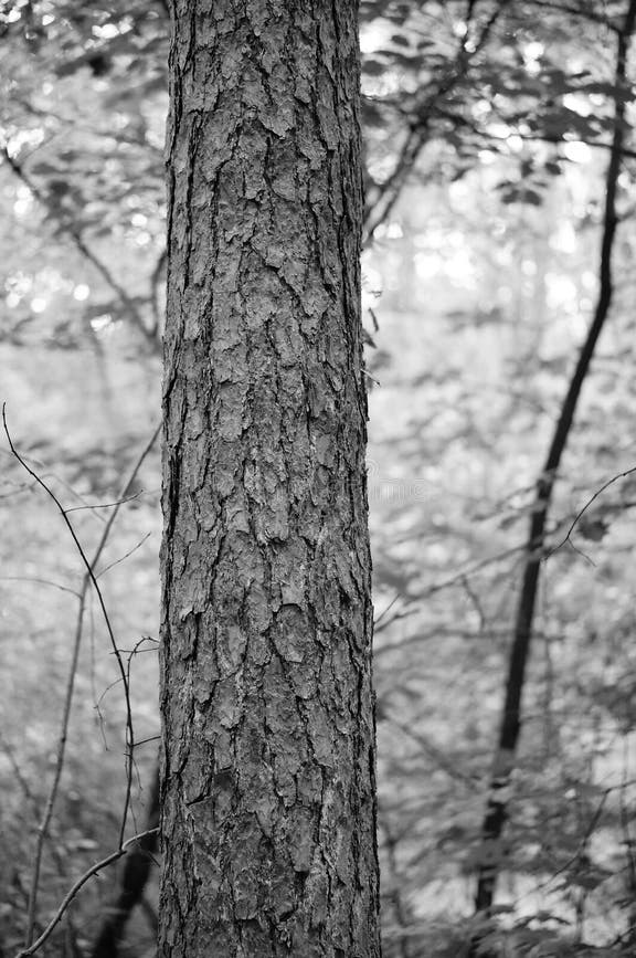 Vertical Greyscale Shot of the Trunk of a Tree in the Woods Stock Photo ...
