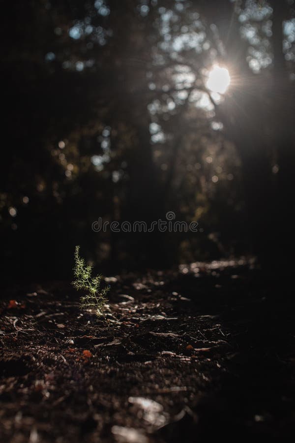 Vertical Ground-level Shot of a Pathway in a Field during the Sunset ...