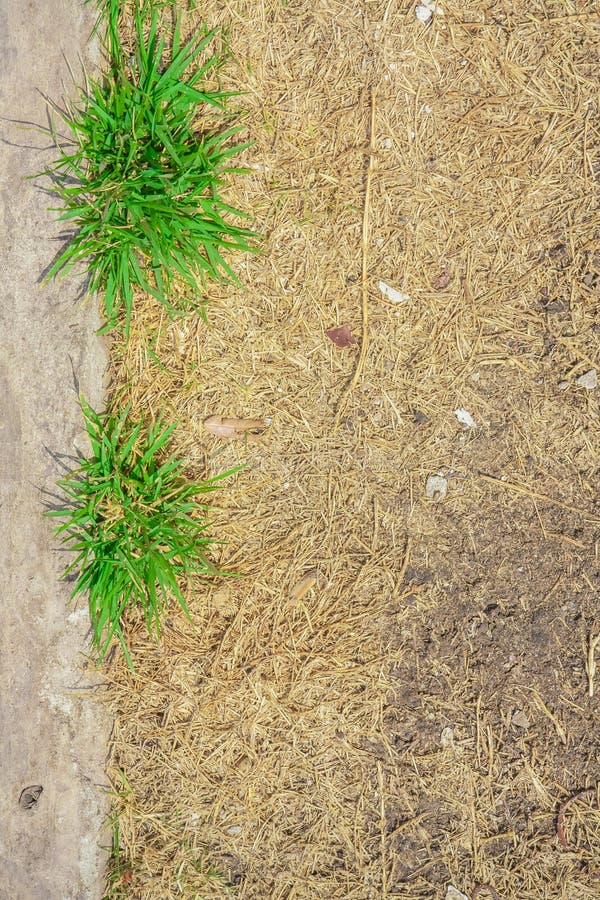 Vertical Growing Green Grass on Dry Grass and Concrete Side Way Stock ...