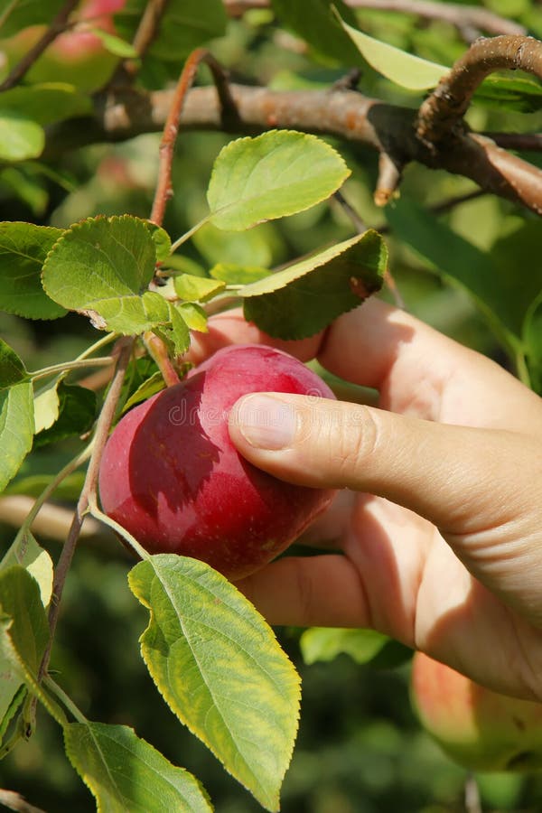 Apple Picking stock image. Image of harvest, autumn, feel - 1212991