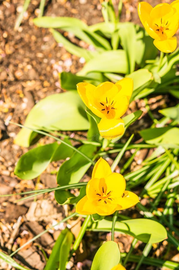 Vertical High Angle Closeup Shot of Beautiful Yellow Snowdrops Growing ...