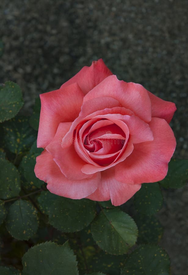 Vertical High Angle Closeup Shot of a Gorgeous Bloomed Pink Rose Stock ...