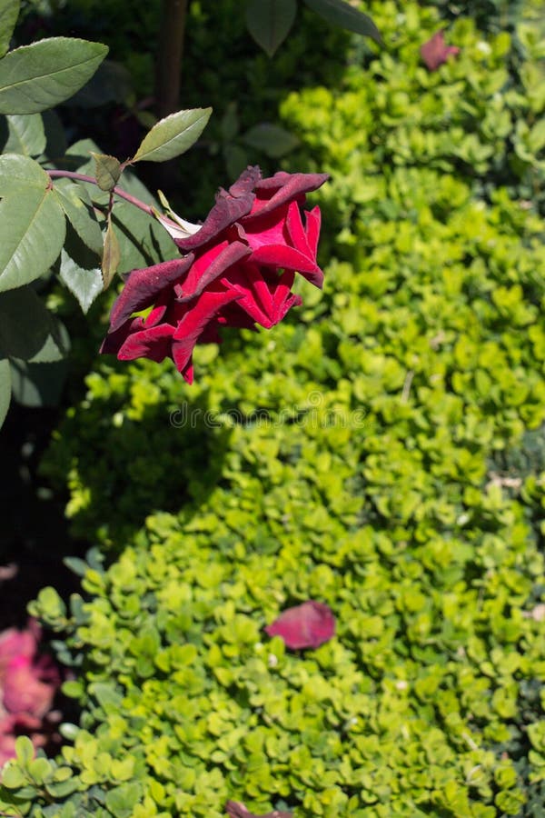 Vertical High Angle Closeup Shot of a Red Rose on the Bush with Falling ...