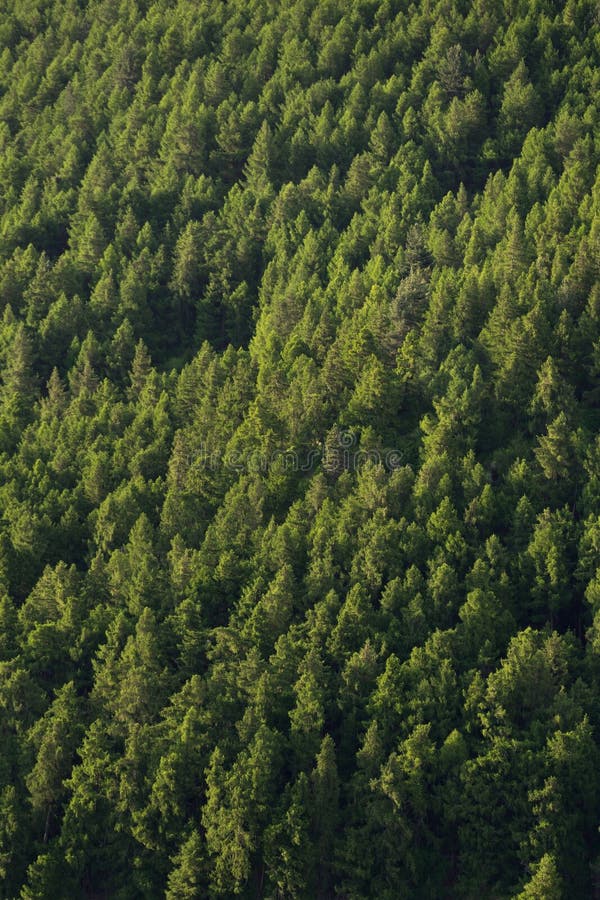 Vertical High Angle of Forests Under the Sunlight - Cool for ...