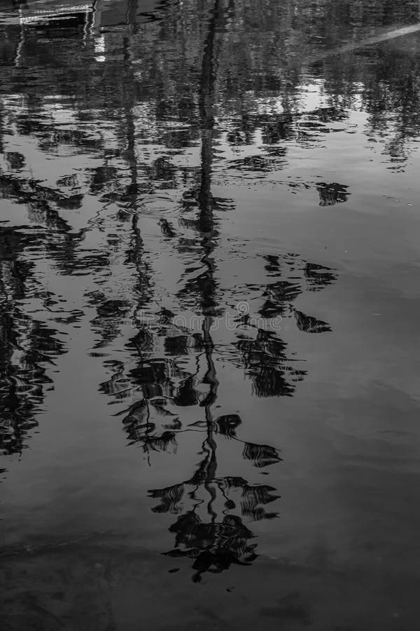 Vertical High Angle Greyscale Shot of a Tree Reflected in the Lake ...