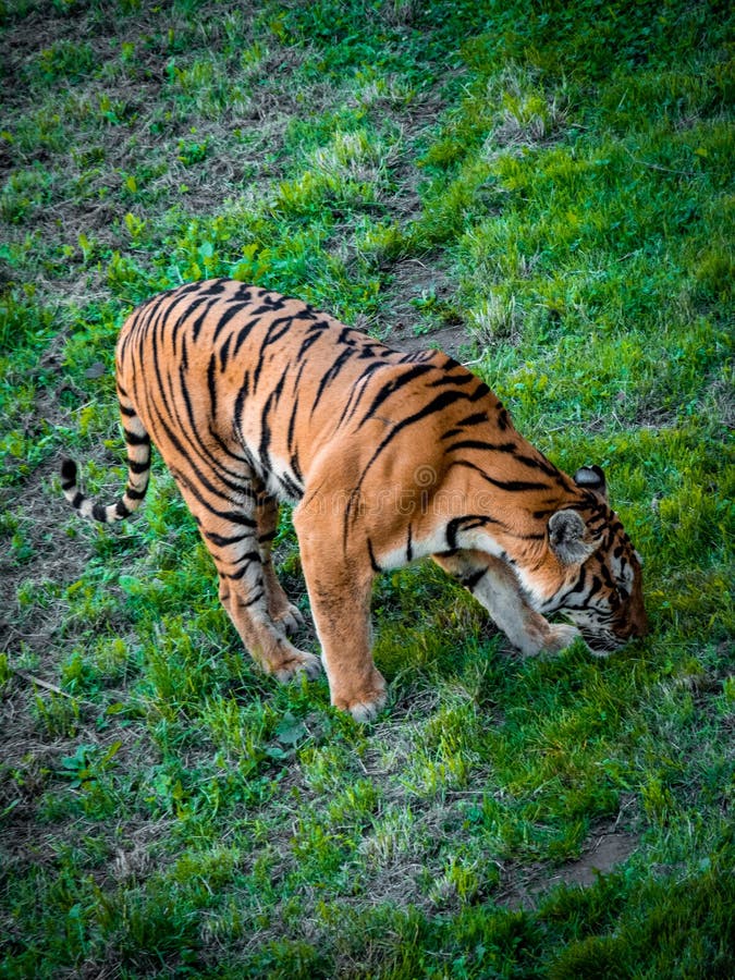 Tiger feeding stock image. Image of camouflage, siberian - 31829673