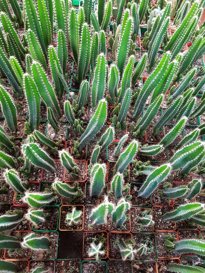 Vertical High Angle Shot of a Cactus Garden during Daytime Stock Image ...