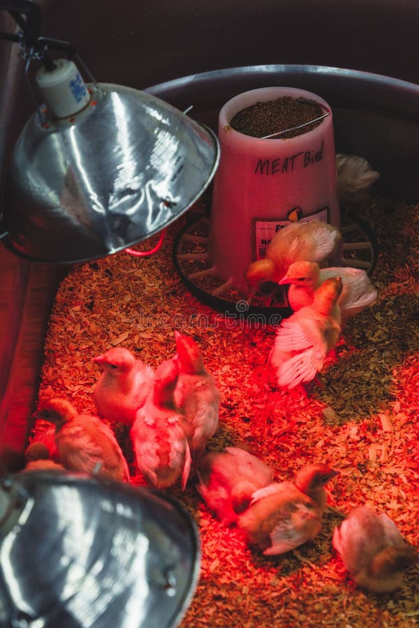 Vertical High Angle Shot of Chicks in a Brooder Near a Bowl of Bird ...
