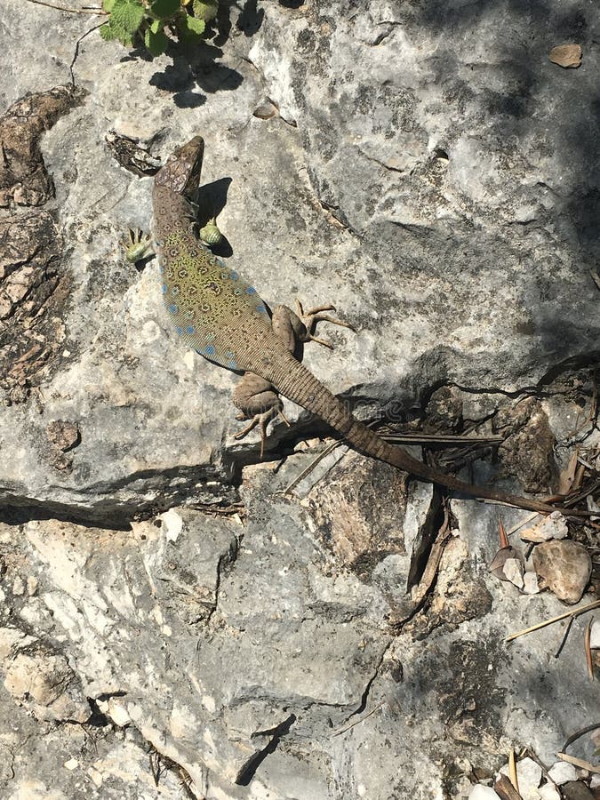 Vertical High Angle Shot of an Exotic Lizard Standing on a Big Rock ...