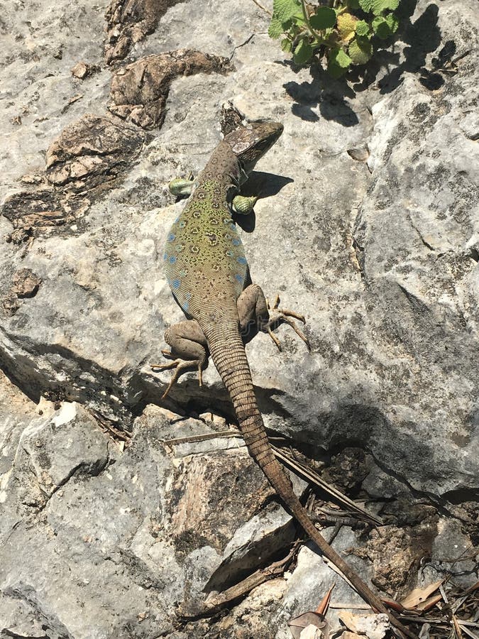 Vertical High Angle Shot of an Exotic Lizard Standing on a Big Rock ...
