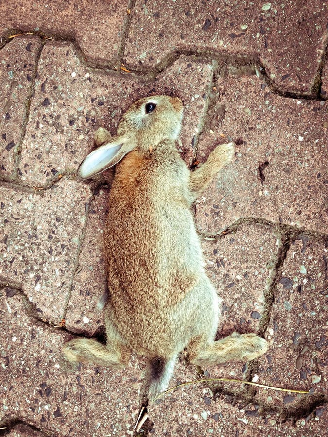Vertical High Angle Shot of a Fluffy Rabbit Lying on the Concrete ...