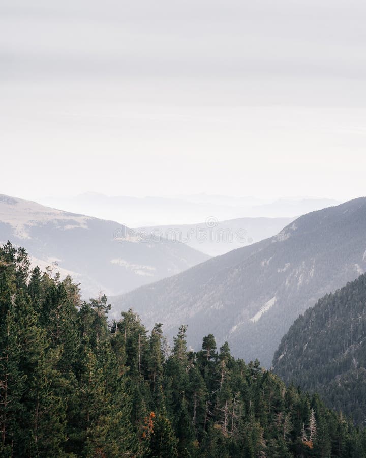 Vertical High Angle Shot of a Forest in the Mountains with the White ...