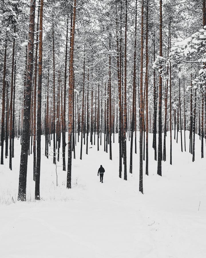Vertical High Angle Shot of a Person Walking in the Snowy Forest with ...