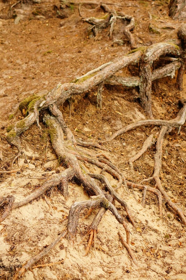 Vertical High Angle Shot of the Roots of an Old Tree in the Ground ...