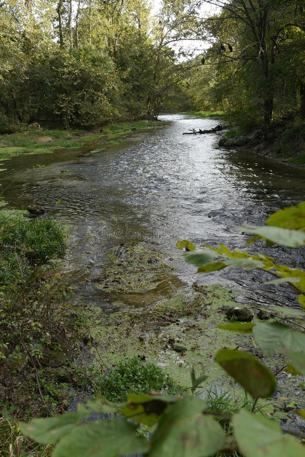 Vertical High Angle Shot of a Spring-fed Stream in the Missouri Ozarks ...