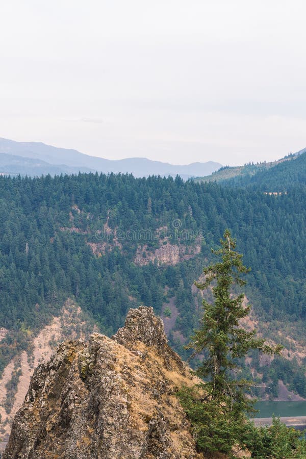 Vertical High Angle Shot of a Spruce Tree and a Forest in the ...
