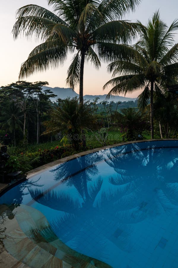 Vertical High Angle Shot of a Swimming Pool Near Palms with a Forest on ...