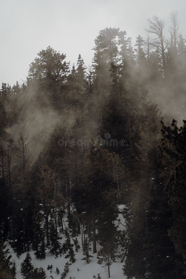 Vertical High Angle Shot of the Trees in the Forest Covered by Fog ...
