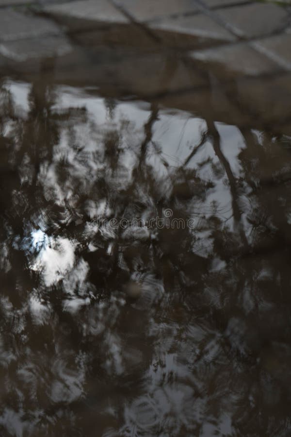 Vertical of a Puddle in Green Tokugawa Park in Nagoya, Japan Stock ...