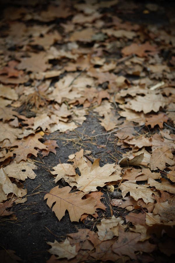 Vertical High-angle View of Fall Foliage Over the Asphalt Stock Photo ...