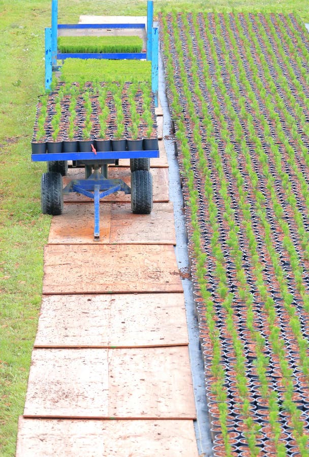 Large Cart and Tree Nursery Stock Image - Image of business, cedar ...