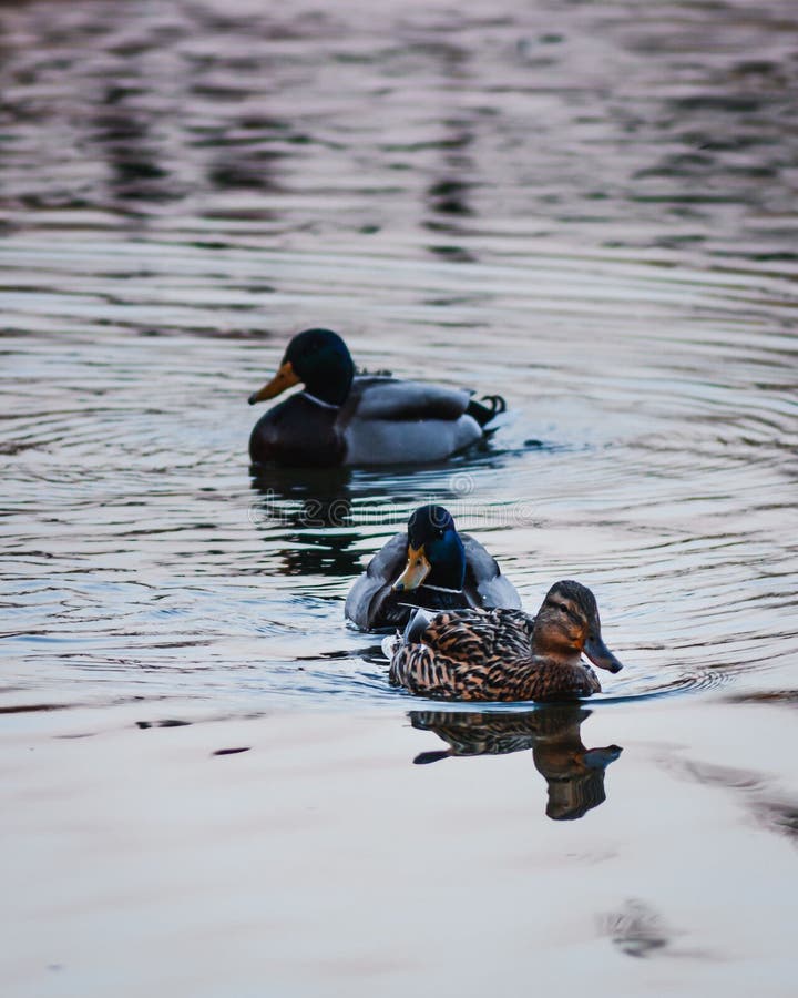 Vertical High-angle View of Mallard Ducks Swimming in the Water ...