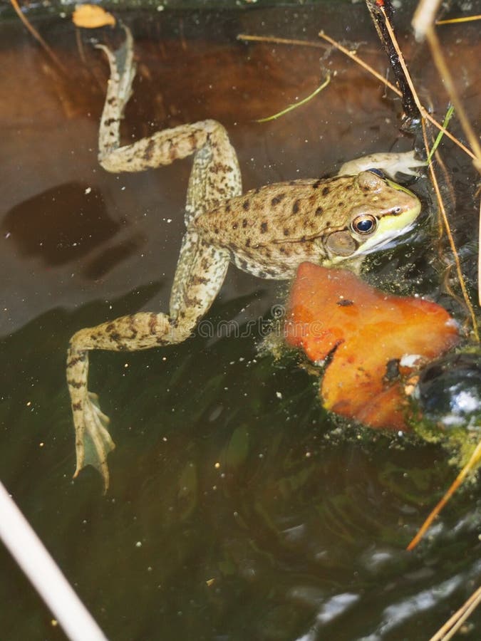 Vertical High-angle View of a Northern Green Frog Swimming in the Water ...