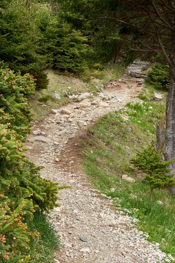 Vertical High-angle View of a Pathway Leading into the Woods Stock ...