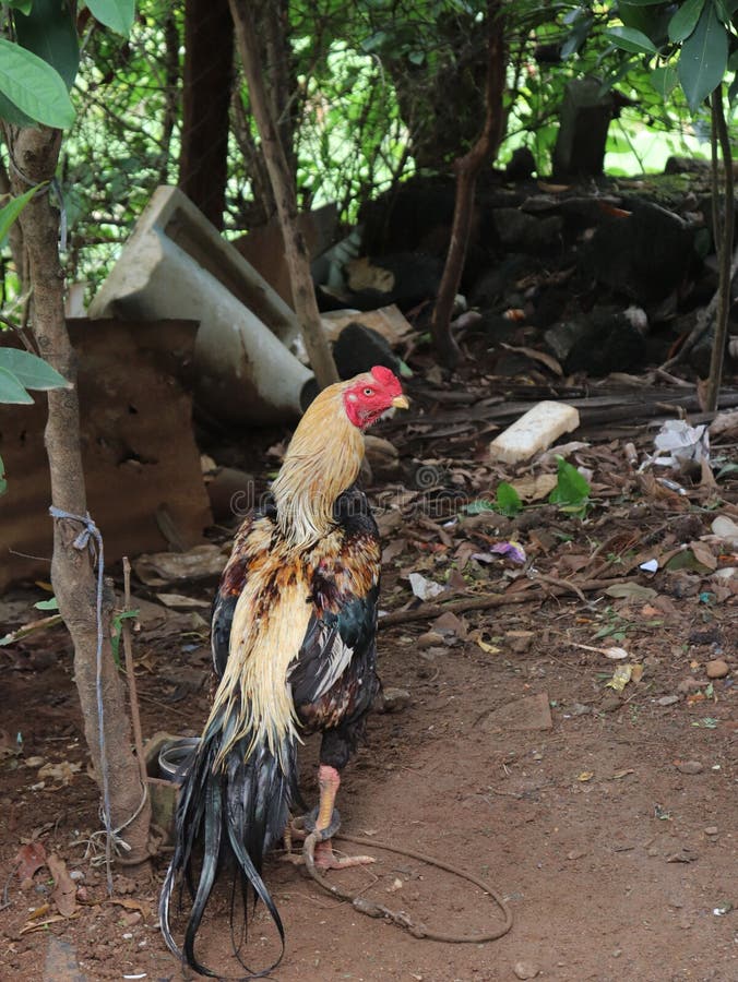 Vertical High-angle View of a Poor Chicken Tied To the Tree Stock Image ...