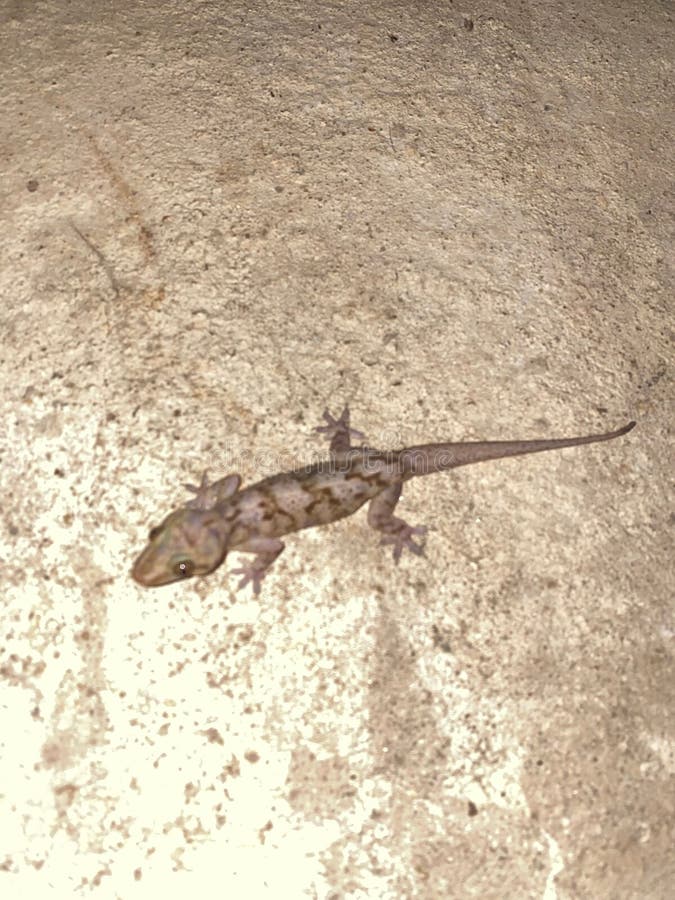 Vertical High-angle View of a Tropical House Gecko on a Grainy Floor ...