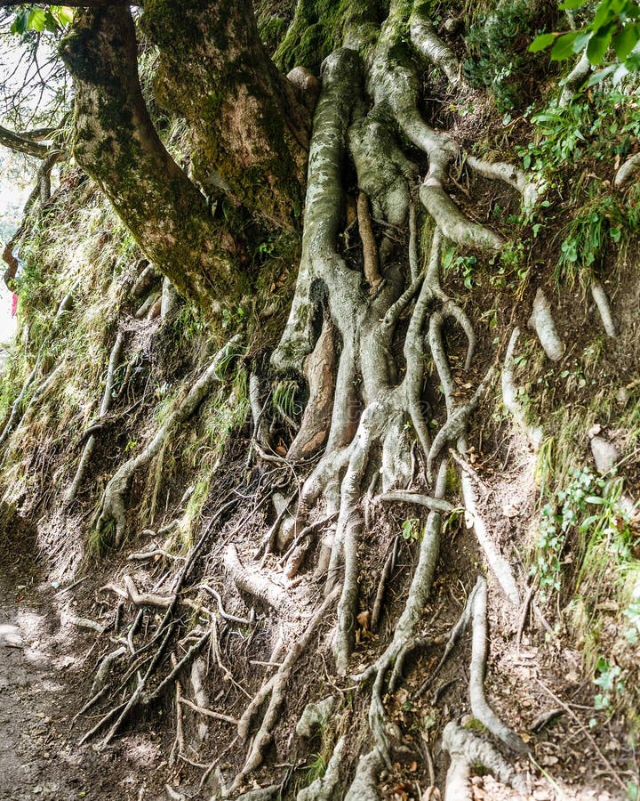A Lot of Thick Tree Roots Along the Hill Stock Photo - Image of roots ...