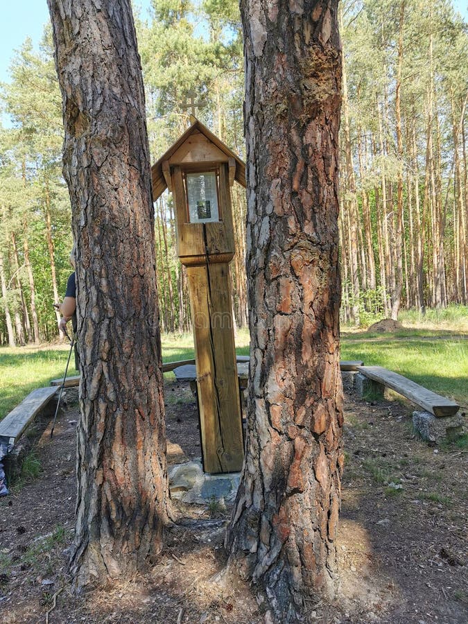 Vertical Hot of the Two Trees Stock Image - Image of woods, plant ...