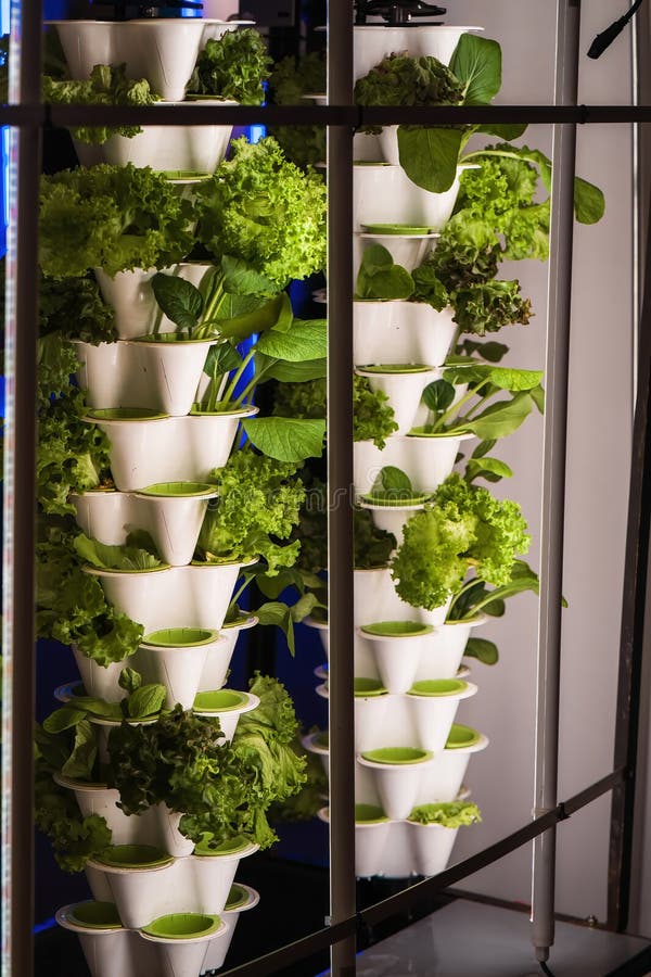 Vertical Hydroponic Gardens, Tower Hydroponic Gardens Using Pipes Stock Photo - Image of ...