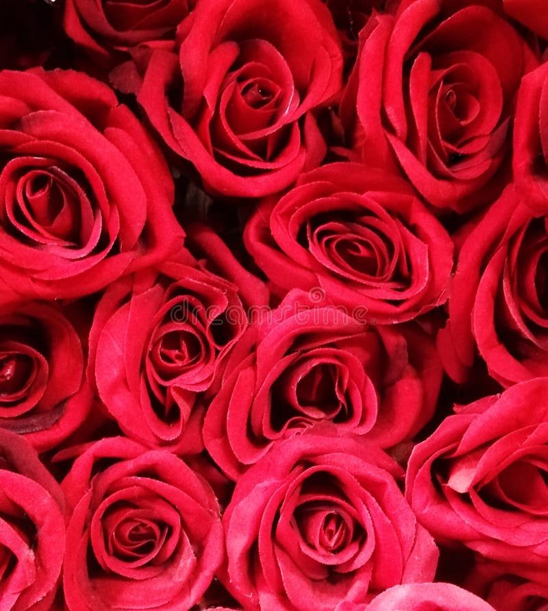 Verticalroses Stock Photos - Free & Royalty-Free Stock Photos from ...