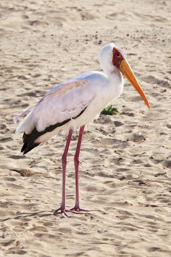 African stork in the sands stock photo. Image of waterbird - 264112380