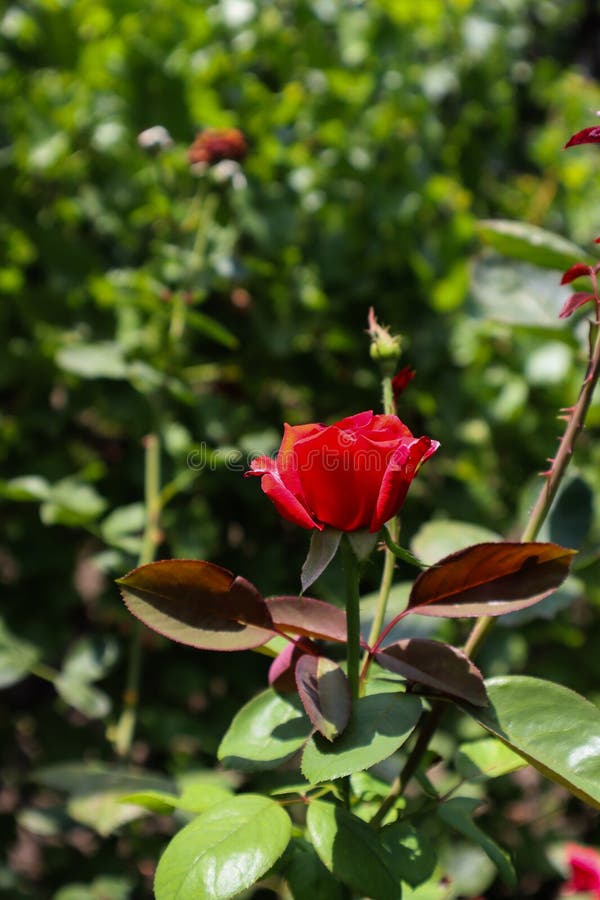 Vertical Image of a Beautiful Red Rose Stock Photo - Image of ...
