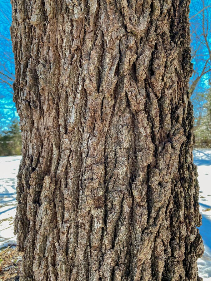 Tree Identification: Black Walnut. Juglans Nigra Stock Image - Image of ...